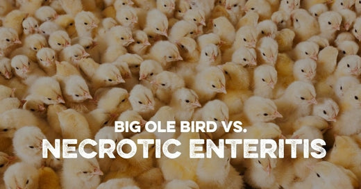 Necrotic Enteritis in Poultry: Treatment and Prevention - Southland ...