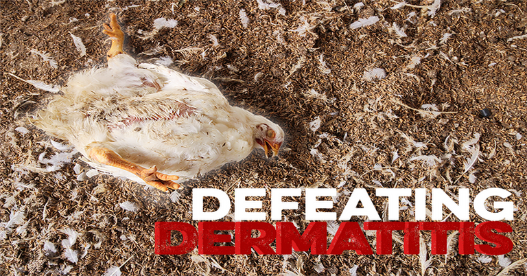 Defeating Gangrenous Dermatitis in Poultry - Southland Organics