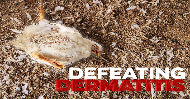 Defeating Gangrenous Dermatitis in Poultry - Southland Organics