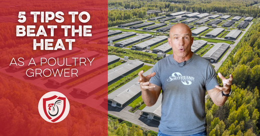 5 Tips to Beat the Heat as a Poultry Grower - Southland Organics