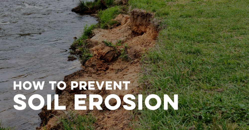 Soil Erosion Prevention Plants