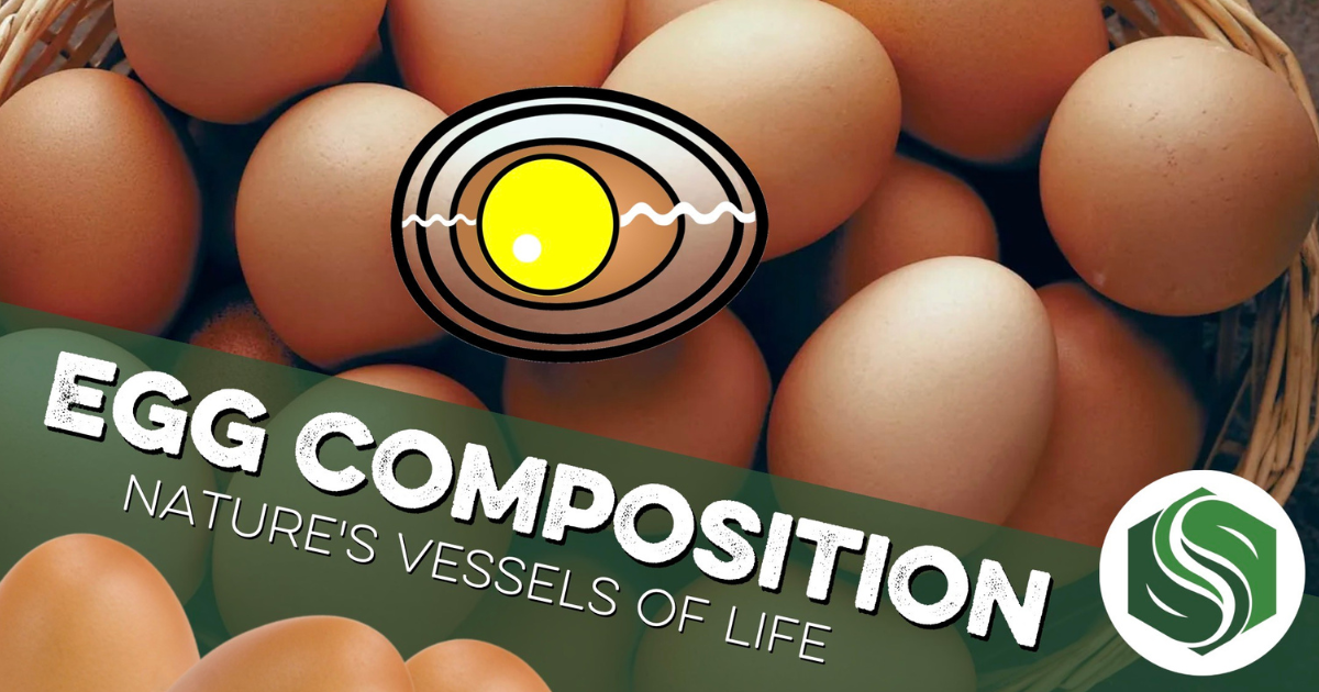 Parts of a Chicken Egg: Composition and Fertility - Southland Organics