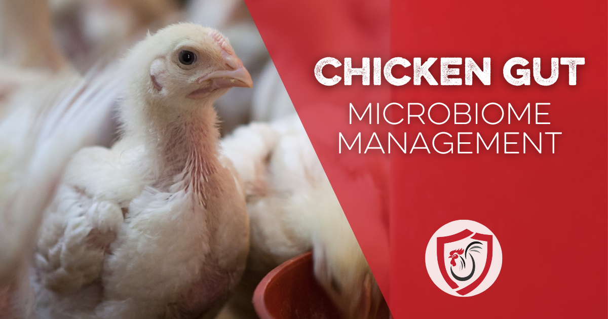 Chicken Gut Microbiome Management - Southland Organics