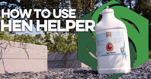 Probiotic for hens: Improved shells, more eggs and happier hens ...