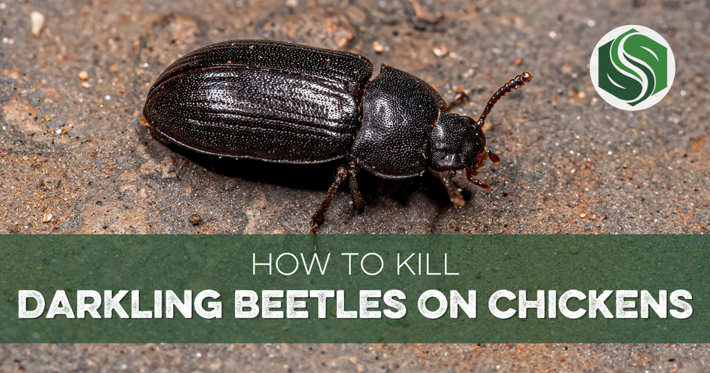 How to Kill Darkling Beetles on Chickens - Southland Organics