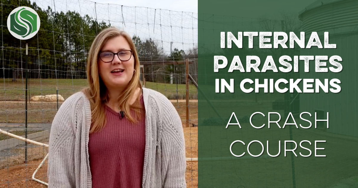 Internal Parasites in Chickens: A Crash Course - Southland Organics