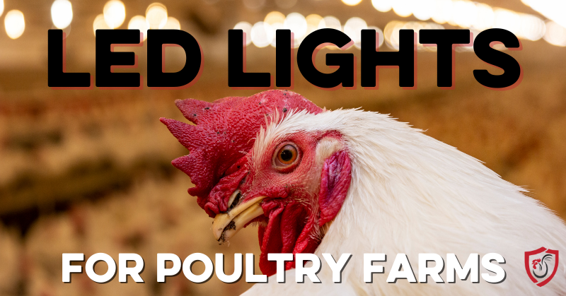 Poultry Farm LED Lighting – Southland Organics