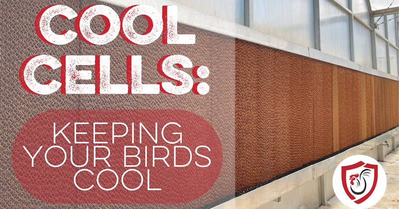 Cool Cell Pads in Poultry Houses - Southland Organics