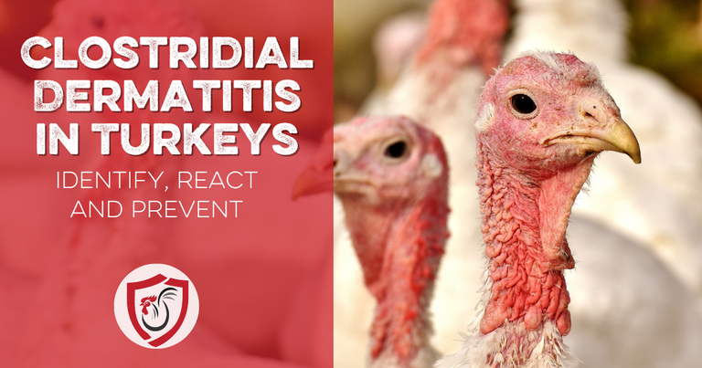 Clostridial Dermatitis in Turkeys: Identify, React and Prevent ...