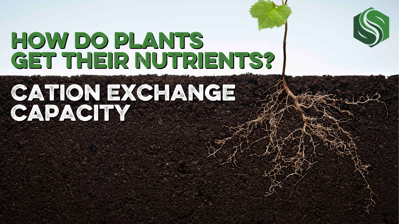 How Do Plants Get Nutrients? Cation Exchange Capacity (CEC) Explained ...