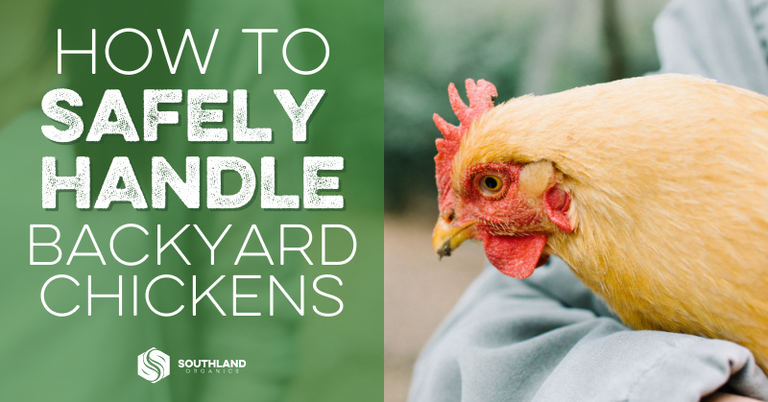 Backyard Chicken Safety - Southland Organics