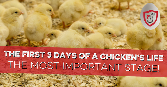 The First Three Days of a Chicken's Life: The Most Important Stage ...