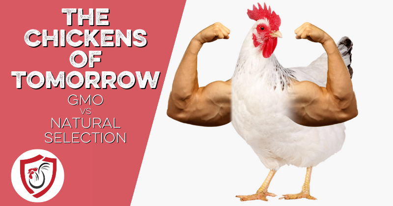 Genetic Selection and GMOs in Poultry - Southland Organics