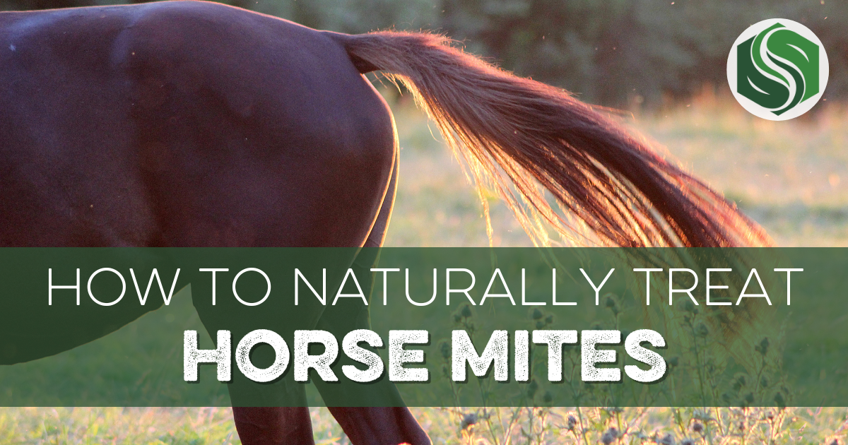 How to Treat Horse Mites (Naturally!) - Southland Organics