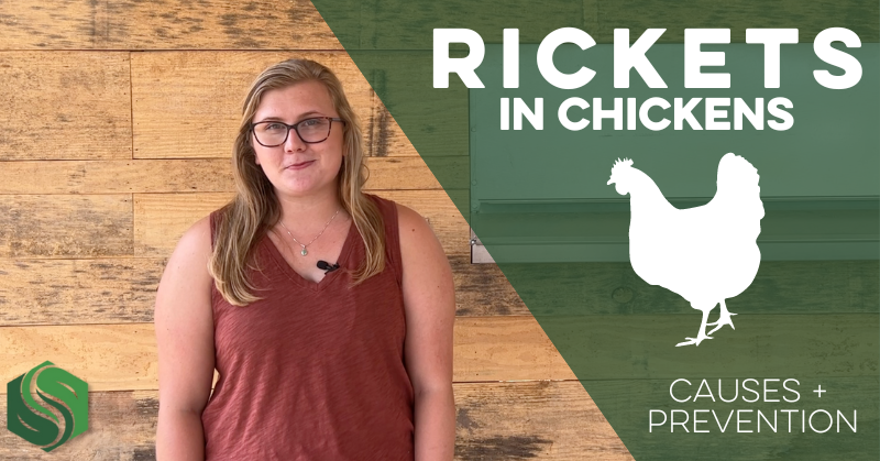 How to Solve Rickets in Chickens - Veterinarian Explanation - Southland ...